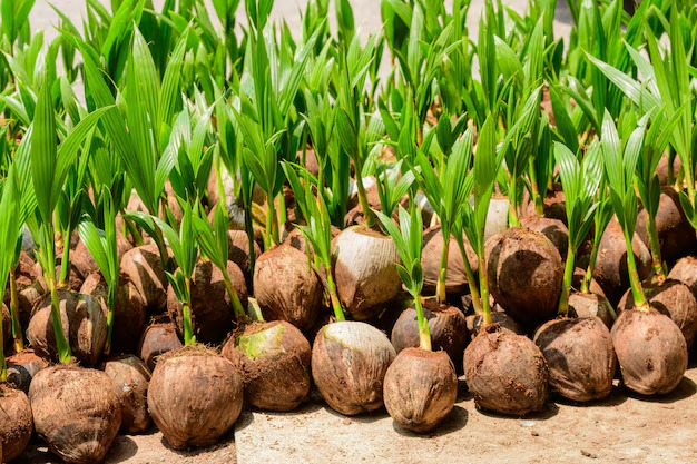 Gov’t launches 3m coconut seedling distribution initiative to boost ...